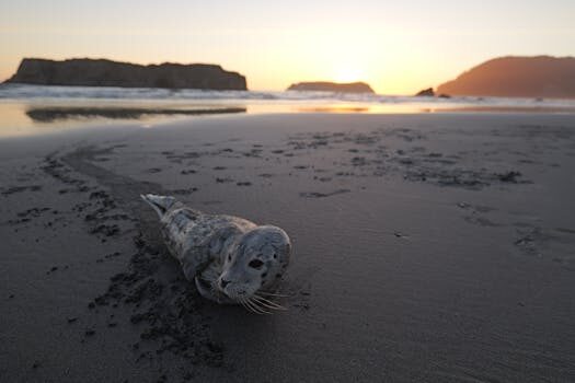 Descubre Playa Balandra en Baja California: guía esencial para ...